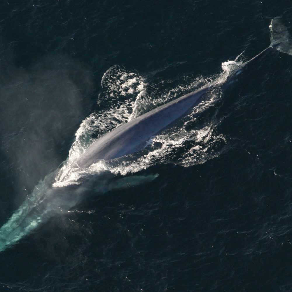 Cetaceans – Marine Animal Response Society (MARS)