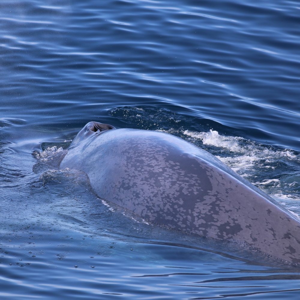 Cetaceans - Marine Animal Response Society (MARS)