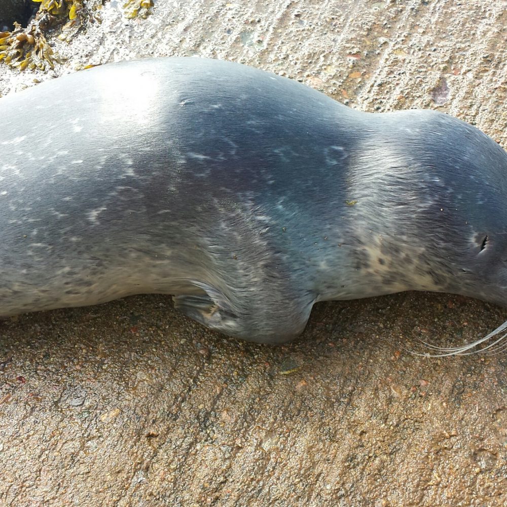 Pinnipeds – Marine Animal Response Society (MARS)